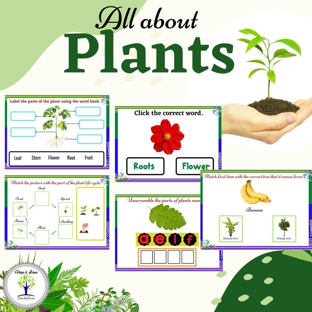 Plant Life Cycle Game - Resource For Teacher