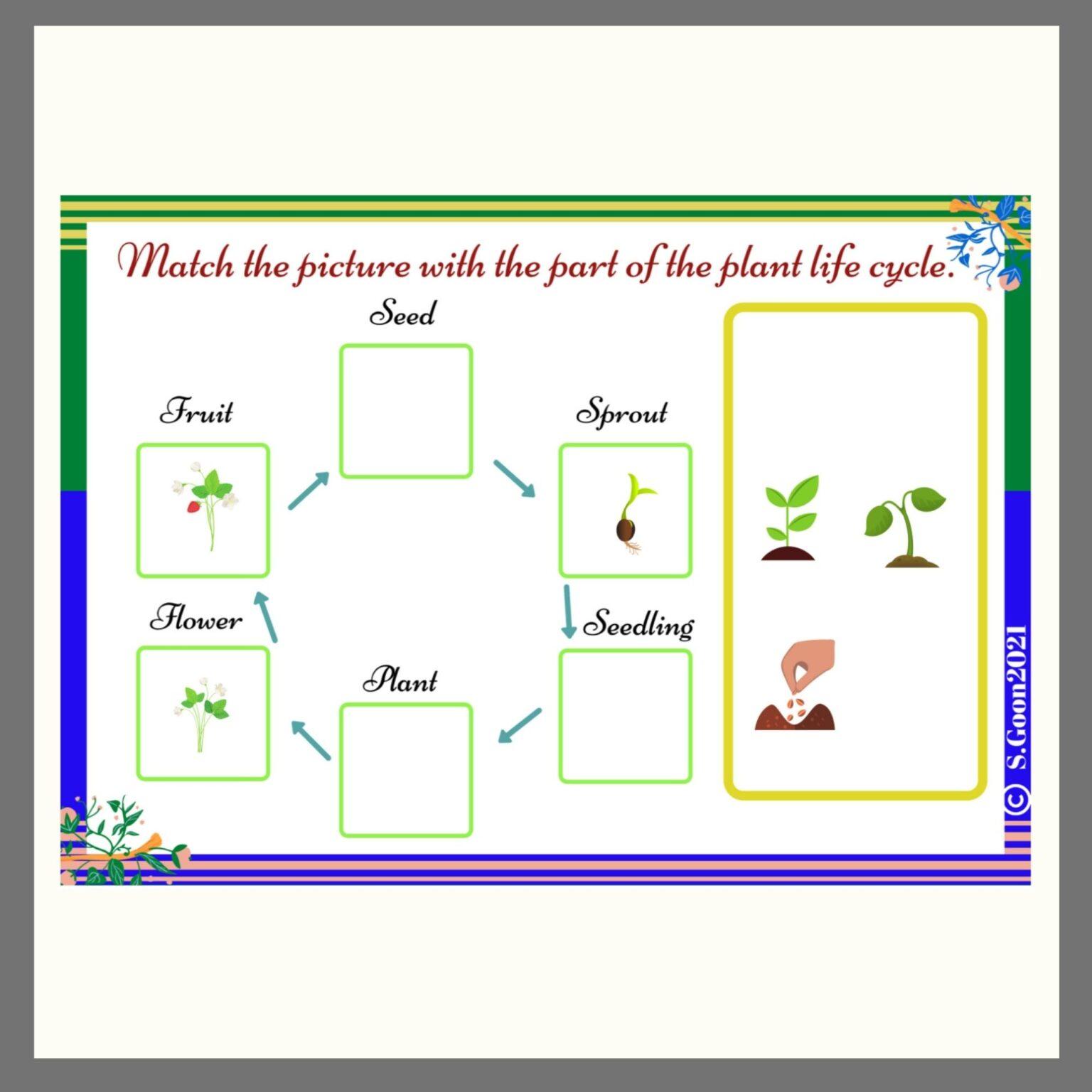 Plant Life Cycle Game - Resource For Teacher