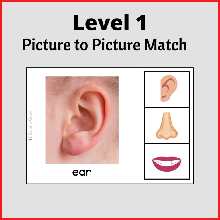 Body Parts Matching Task Cards - Resource For Teacher