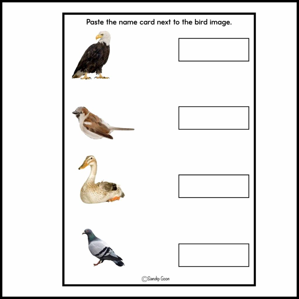Free Birds Name Identification Worksheets - Resource For Teacher