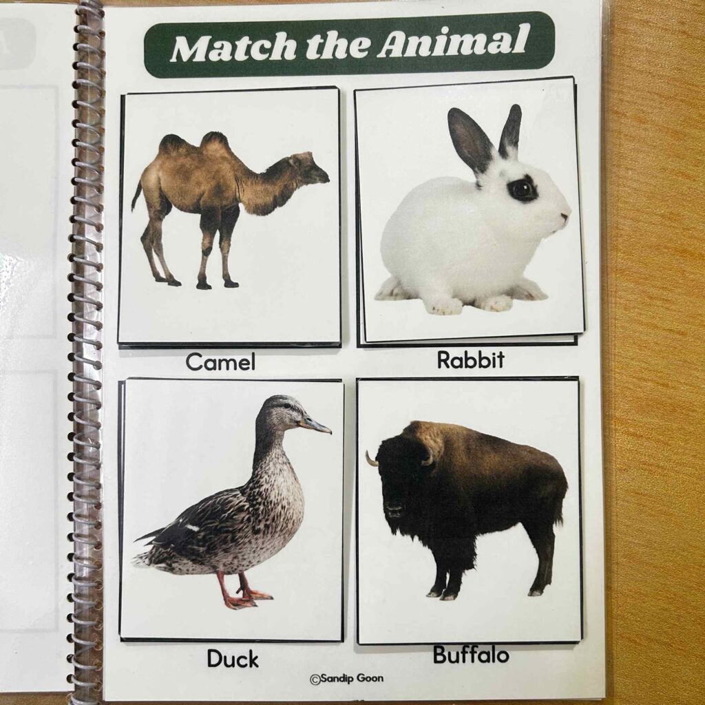 Domestic Animals Match the Following - Resource For Teacher